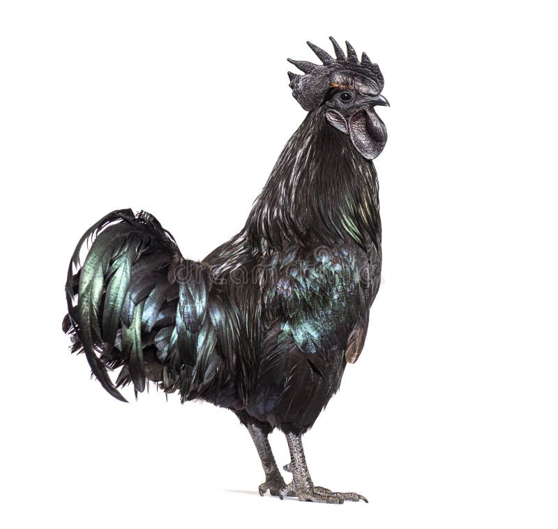 Profile View of a Ayam Cemani Rooster, Chicken, Isolated on Whit Stock ...