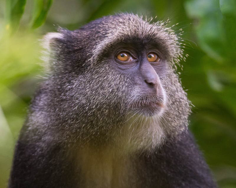 Monkey profile stock image. Image of animal, wild, mammals - 19054089