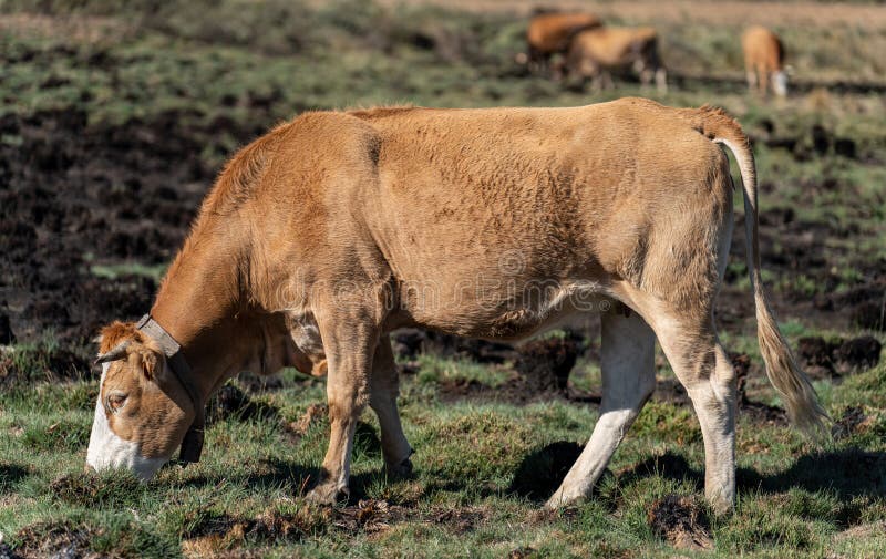 Profile View of Brown Color Cow Grazing Stock Image - Image of labour ...