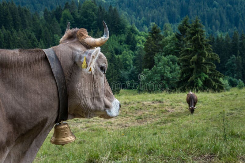 Profile View of a Bulls Head Standing in a Pasture Field Stock Image ...
