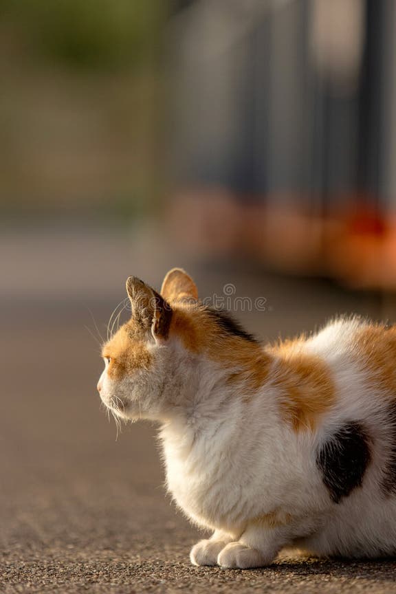 Profile View of Calico Cat Looking To the Side Outdoors Stock Image ...