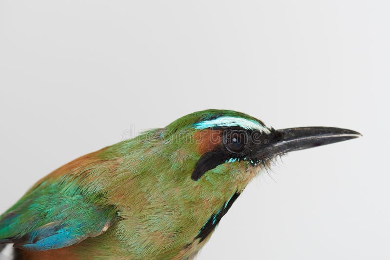 Profile View of Guardabarranco Bird Stock Image - Image of cost ...