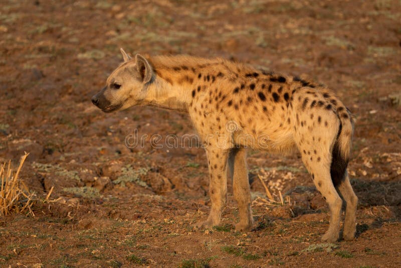 Hyena Standing and Watching Stock Image - Image of wildlife, animals ...