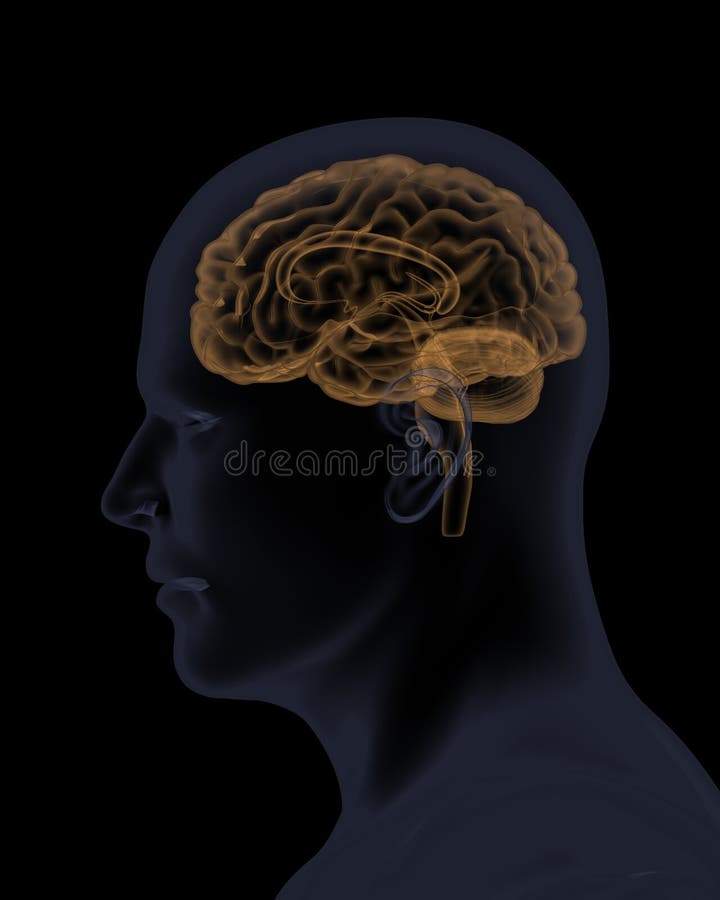 Profile View Brain System Stock Illustrations – 255 Profile View Brain ...