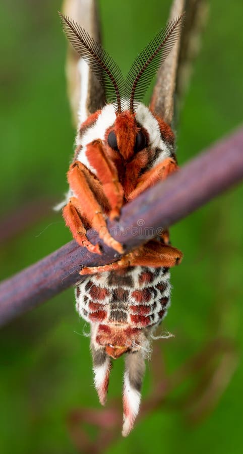 Profile View of Orange, White and Brown Giant Silk Moth on Green Stock ...