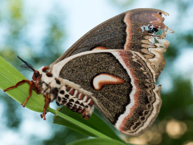 Profile View of Orange, White and Brown Giant Silk Moth on Green Stock ...