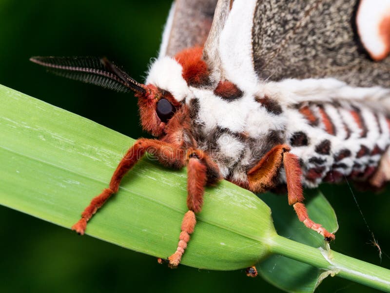 Profile View of Orange, White and Brown Giant Silk Moth on Green Stock ...