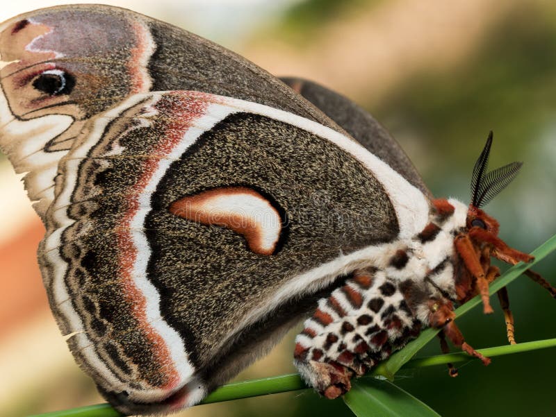 Profile View of Orange, White and Brown Giant Silk Moth on Green Stock ...