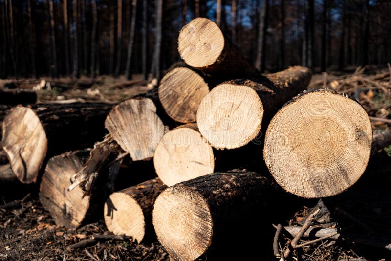 Profile View of Pile of Pine Tree Trunks Cut after Fires Stock Photo ...