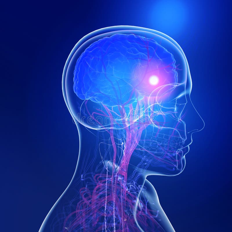 Human Liver Organ Interior View Stock Photos - Free & Royalty-Free ...