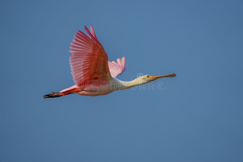 Profile View of a Spoonbill Flying in the Blue Sky with Wide-opened ...