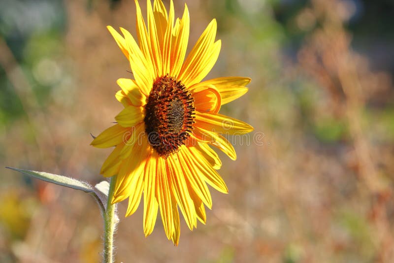 Profile View of Sunlit Daisy Stock Photo - Image of field, stem: 99324814