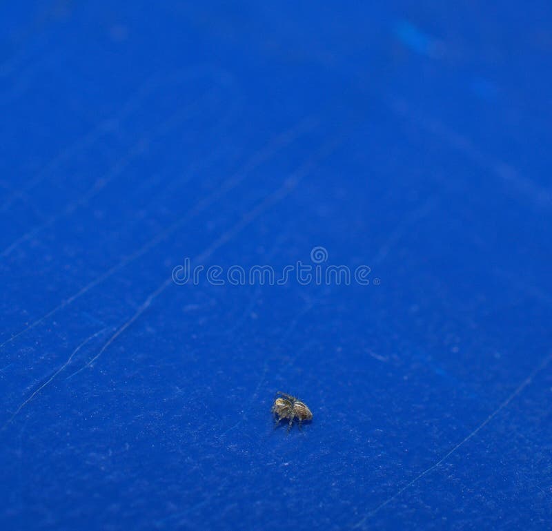 Profile View of a Tiny Baby Grass Spider on Blue Background Stock Image ...