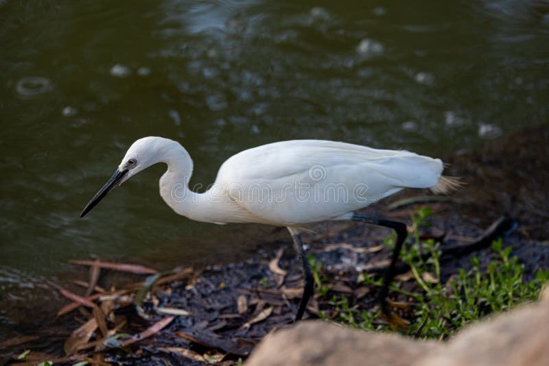 Profile View of a White Heron Bird Near Water Stock Photo - Image of ...