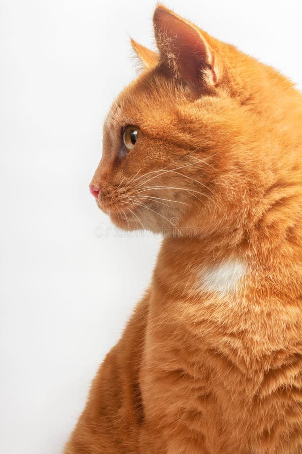 Profile View of Young Red Cat Stock Photo - Image of eyes, beauty ...