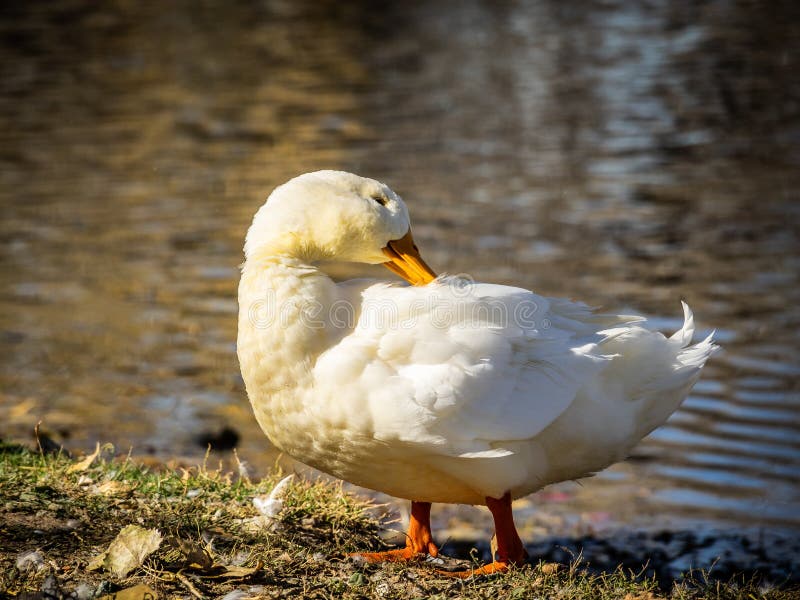 Profile of White Duck Preening Stock Photo - Image of bill, plump ...