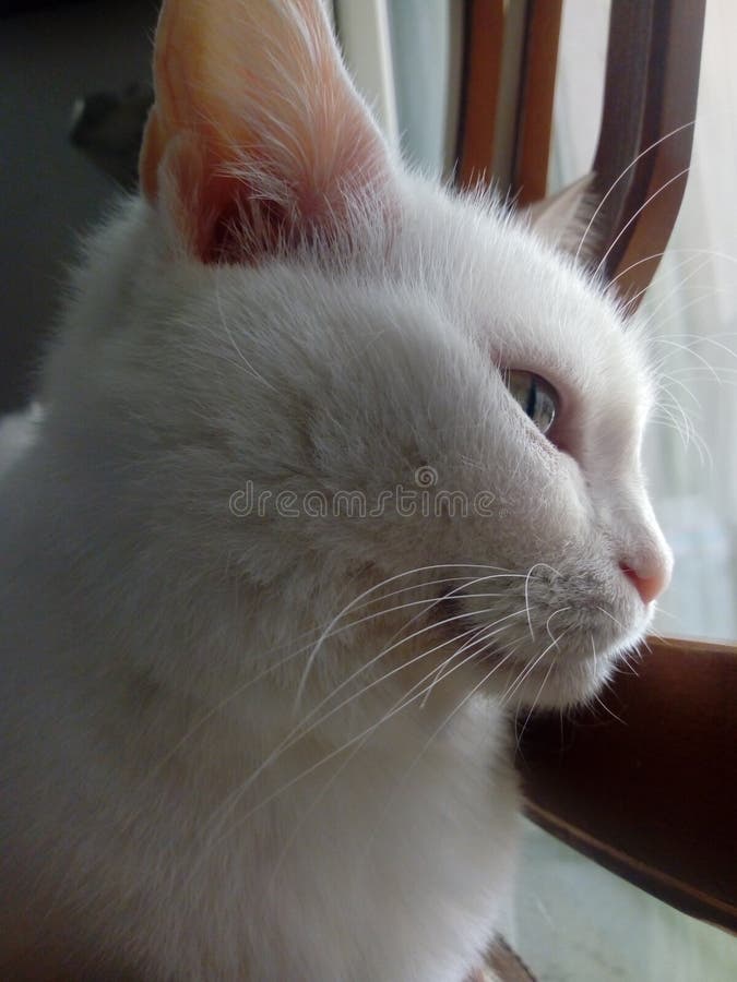 Profile of a White Female Cat Stock Image - Image of looking, female ...