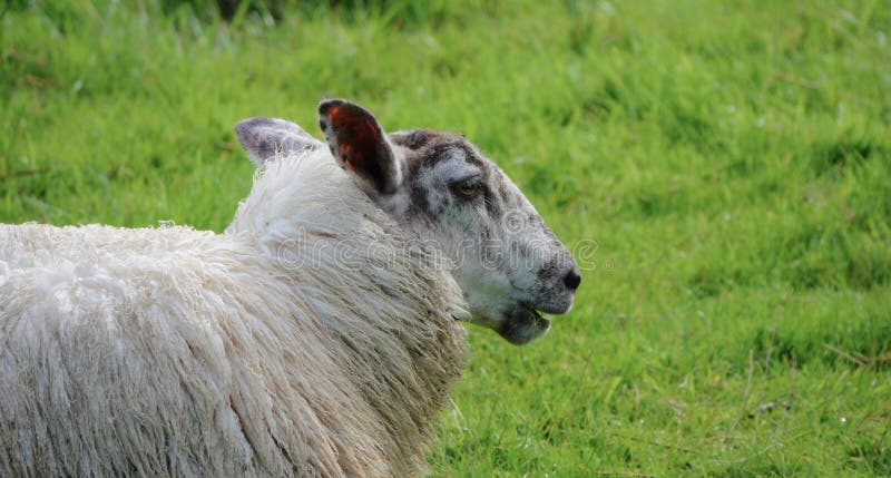 Patrick Gosling (Patrick57) - Photos