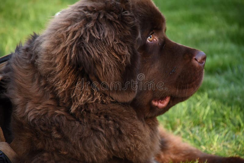 595 Brown Newfoundland Dog Photos - Free & Royalty-Free Stock Photos ...