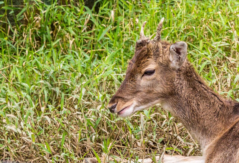 Profile of a Young Deer with Small Antlers Relaxing on the Ground with ...