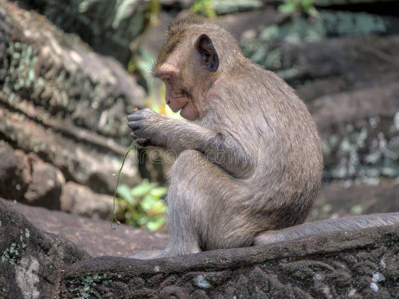 Young Macaque Monkey Eating Stock Image - Image of animal, bayon: 276900701