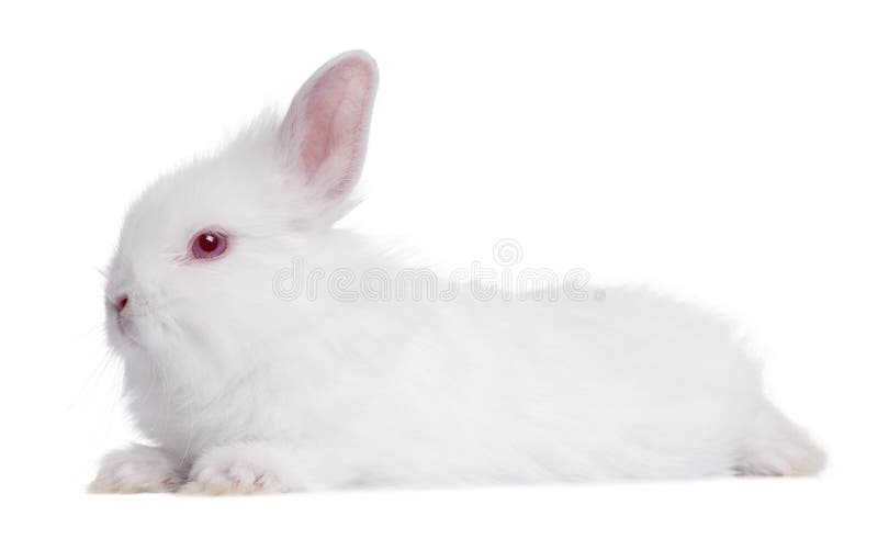 131,280 White Rabbit Stock Photos - Free & Royalty-Free Stock Photos ...