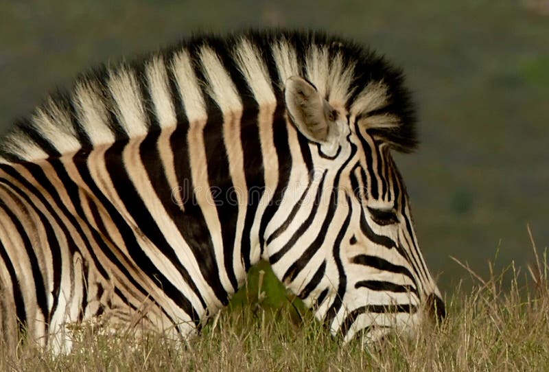 Profile of zebra head stock image. Image of profile, stripes - 80088015
