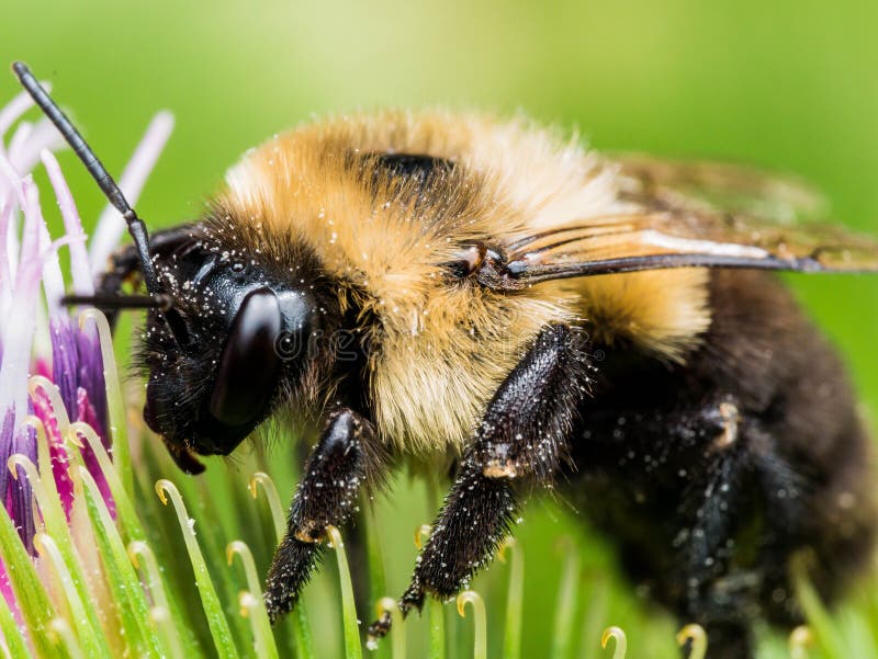 Profilo Dell'insetto Del Bombus Del Bombo Sul Fiore Porpora Fotografia ...