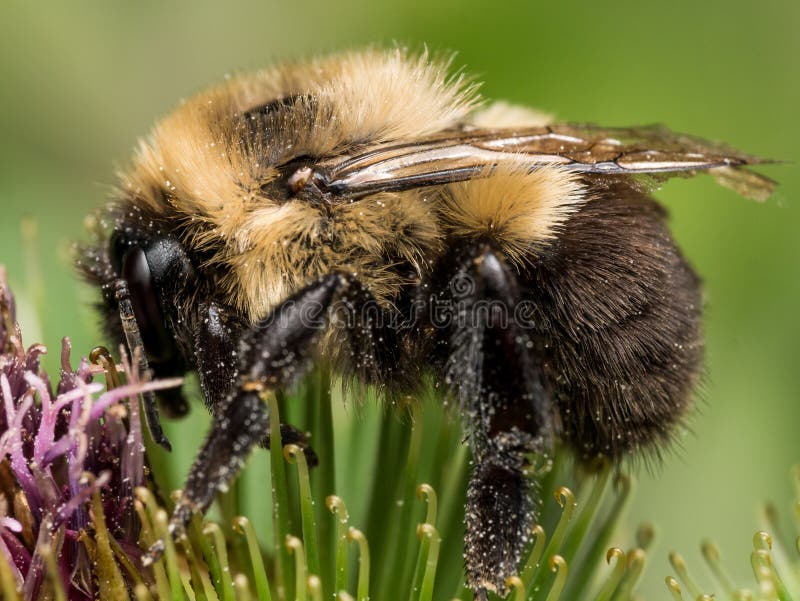 Profilo Del Bombo Sul Fiore Verde E Porpora Immagine Stock - Immagine ...