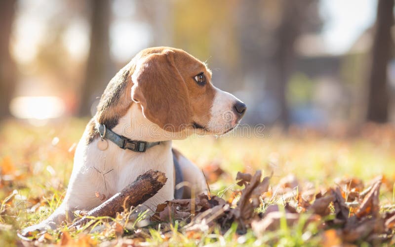 Profilo Del Cane Del Cane Da Lepre Fotografia Stock - Immagine di razza, animale: 62567090