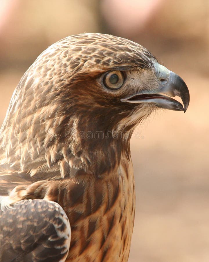 Profilo Del Primo Piano Del Falco Munito Rosso Fotografia Stock ...