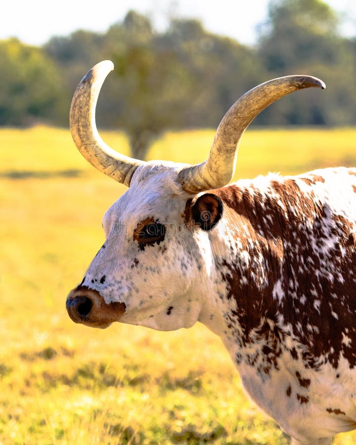 Mucca Di Texas Longhorn in Un Campo Con Le Mucche Di Angus Immagine ...