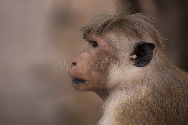 Profilo Della Scimmia Di Macaco Del Toque Fotografia Stock - Immagine ...