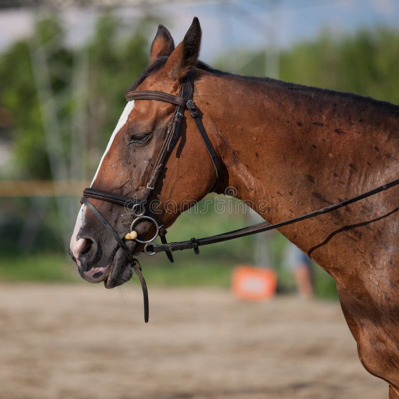 951 Profilo Della Testa Di Cavallo Foto - Foto Stock Gratis e Royalty ...