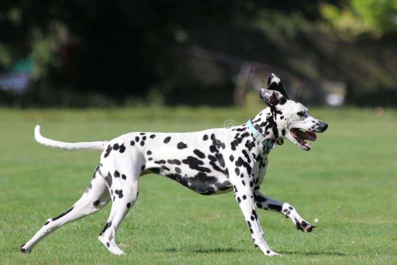 Profilo Di Un Cane Dalmata Che Corre in Un Campo Immagine Stock ...