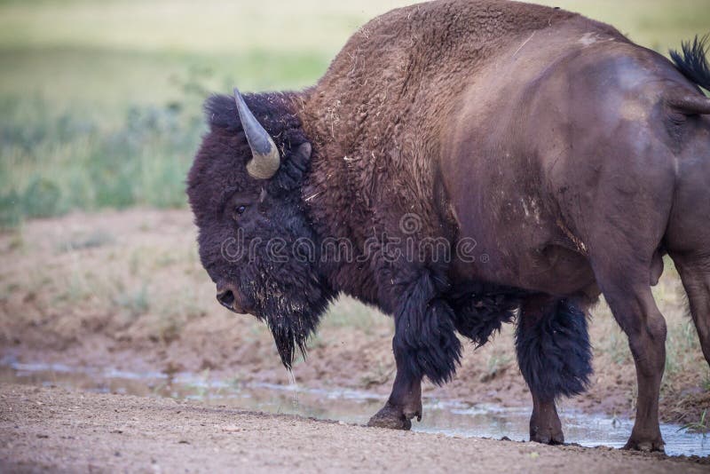 Profilo Sinistro Del Bisonte Americano O Del Bufalo Fotografia Stock ...
