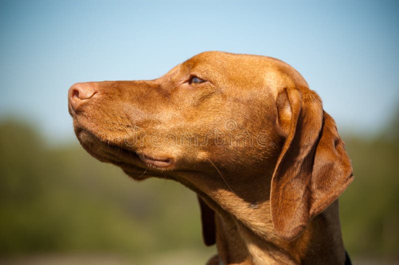 Profilo Ungherese Del Cane Di Vizsla Fotografia Stock - Immagine di ...