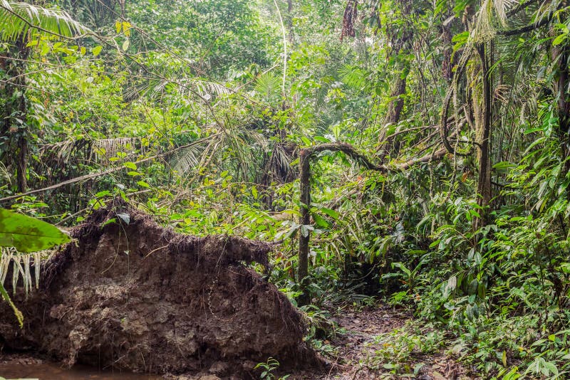 Selva tropical húmeda imagen de archivo. Imagen de ecuador - 47904125
