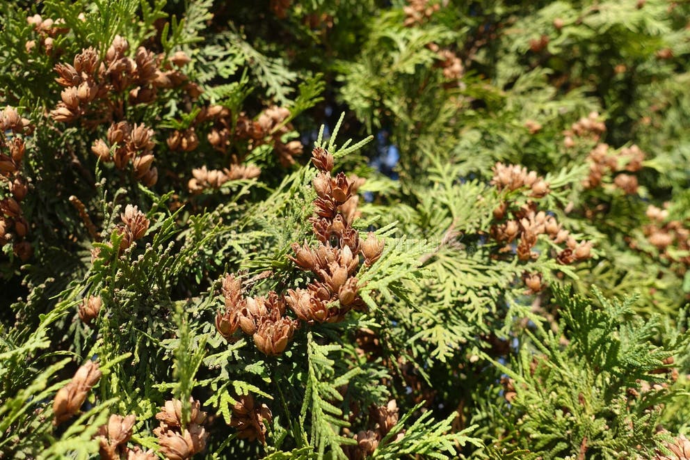 Profuse Brown Cones in the Leafage of Thuja Occidentalis Stock Image ...