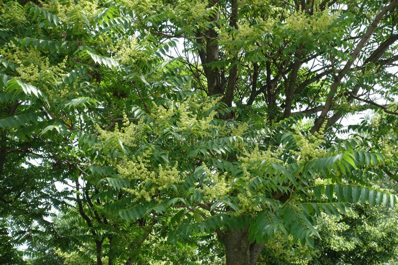 Profuse Flowers in the Leafage of Ailanthus Altissima Stock Photo ...