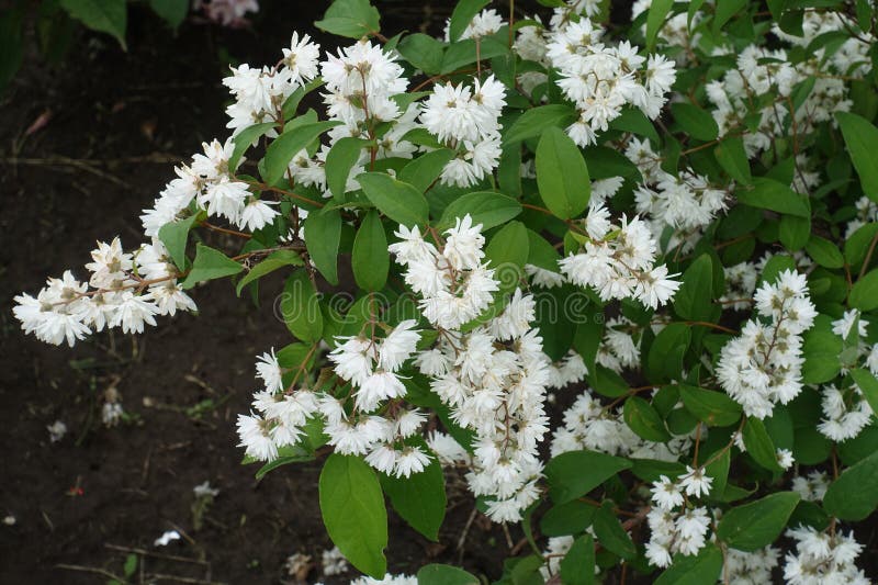 Profuse White Flowers of Double Deutzia Crenata in June Stock Image ...