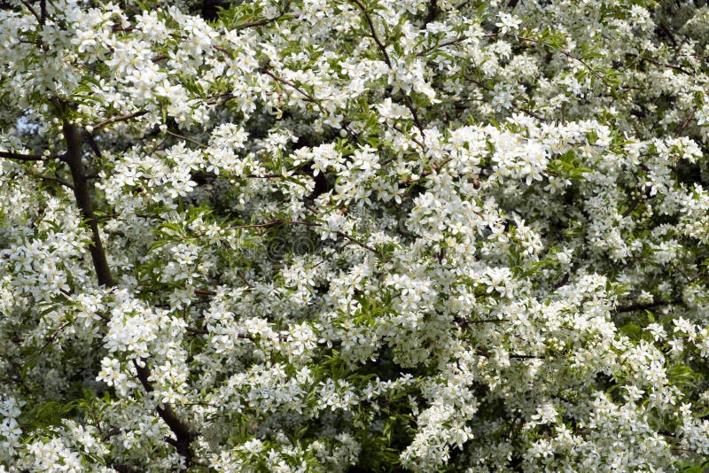 Profuse White Spring Blossom Stock Photo - Image of abundance, charming ...