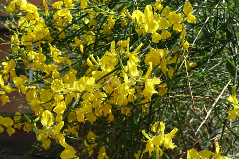 Profuse Yellow Flowers of Spartium Junceum in June Stock Image - Image ...