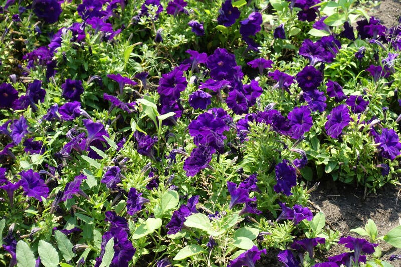 Profusion of Deep Purple Flowers of Petunias Stock Image - Image of ...