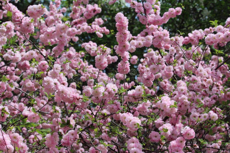 Profusion of Double Flowering Almond Blossoms Stock Image - Image of ...