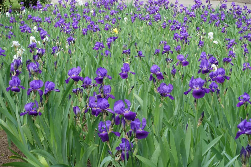 Profusion of Purple, White and Yellow Flowers of Iris Germanica in May ...