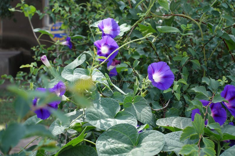 Profusion of Violet Flowers of Ipomoea Purpurea Stock Photo - Image of ...