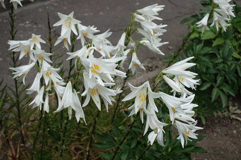 Profusion of White Flowers of Madonna Lilies in June Stock Image ...