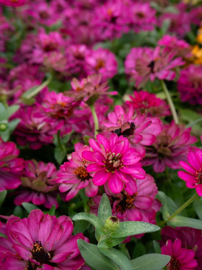 Profusion Zinnia Flower in Summer Meadow Stock Image - Image of bright ...