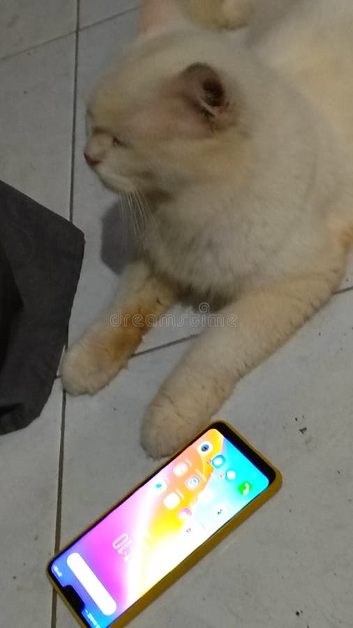 This Program Has Been Cat-approve, Cat Lovers Stock Photo - Image of ...